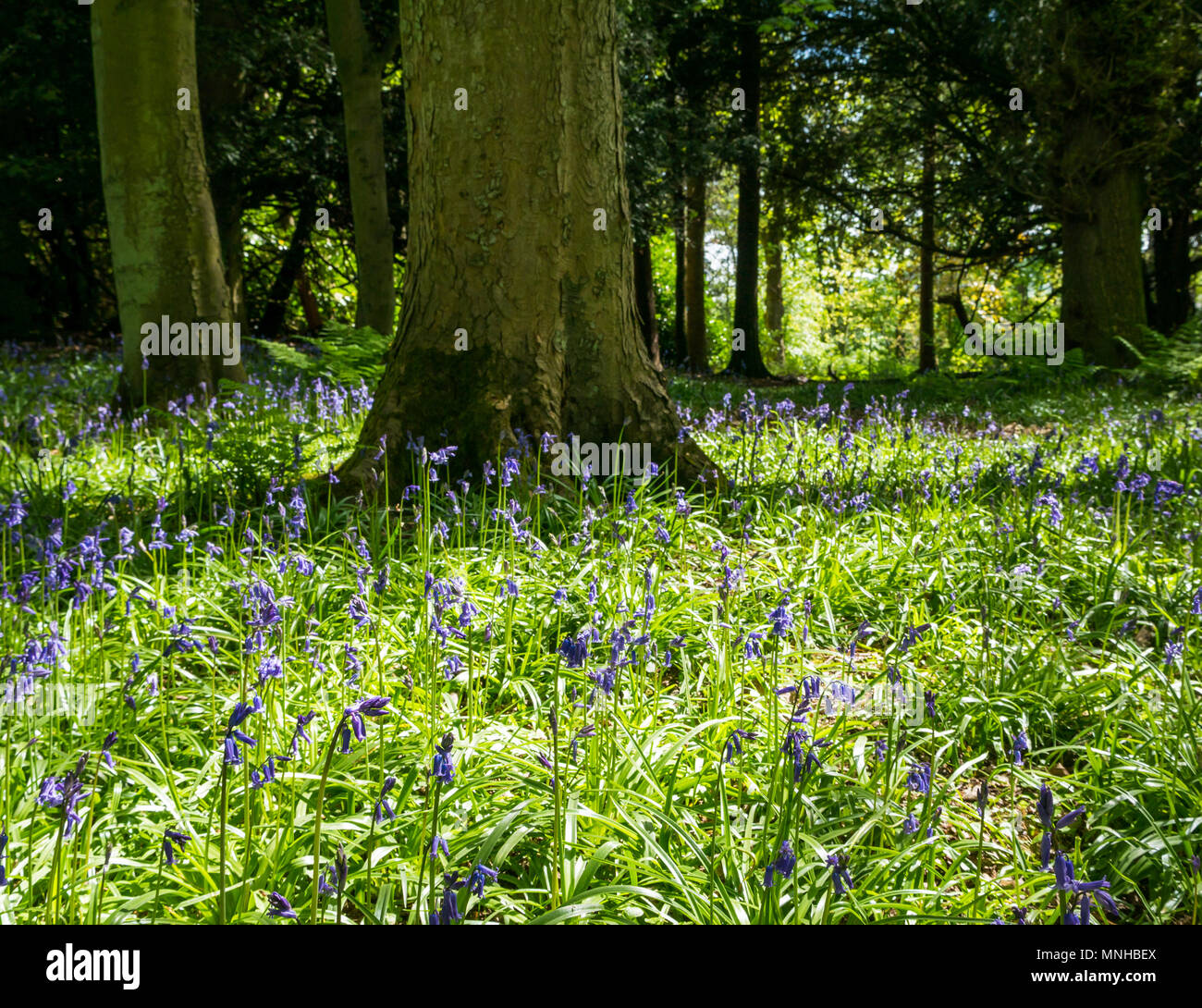 Bluebell of scotland hi-res stock photography and images - Alamy