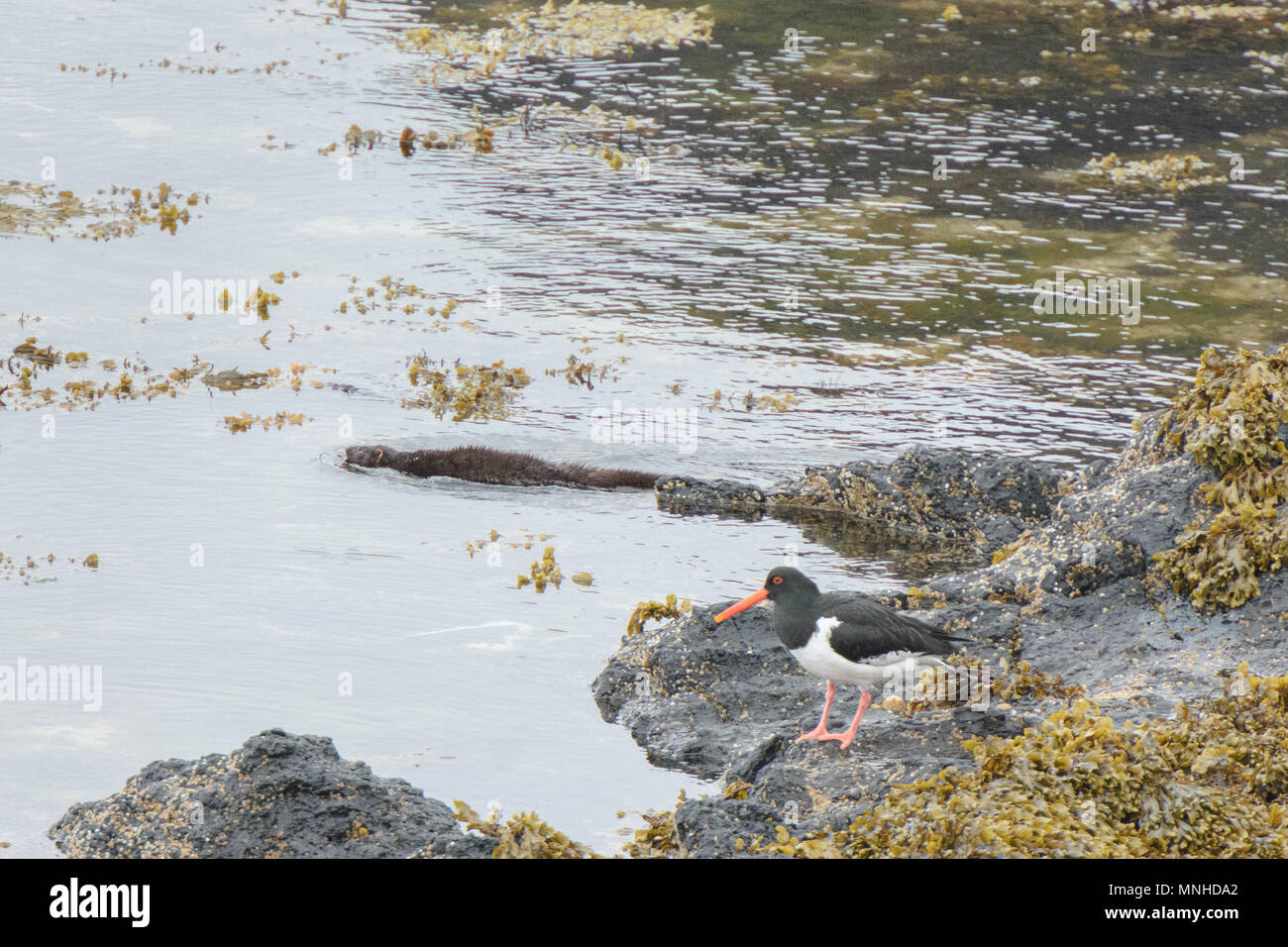 Mull mammal species water wildlife hi-res stock photography and images ...