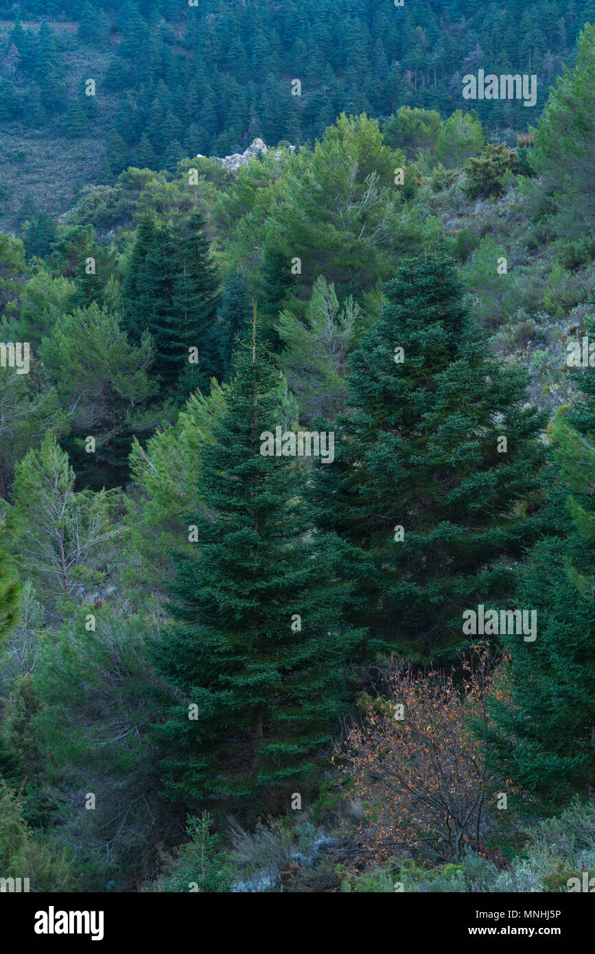PINSAPO - SPANISH FIR (Abies pinsapo), Sierra de las Nieves National ...