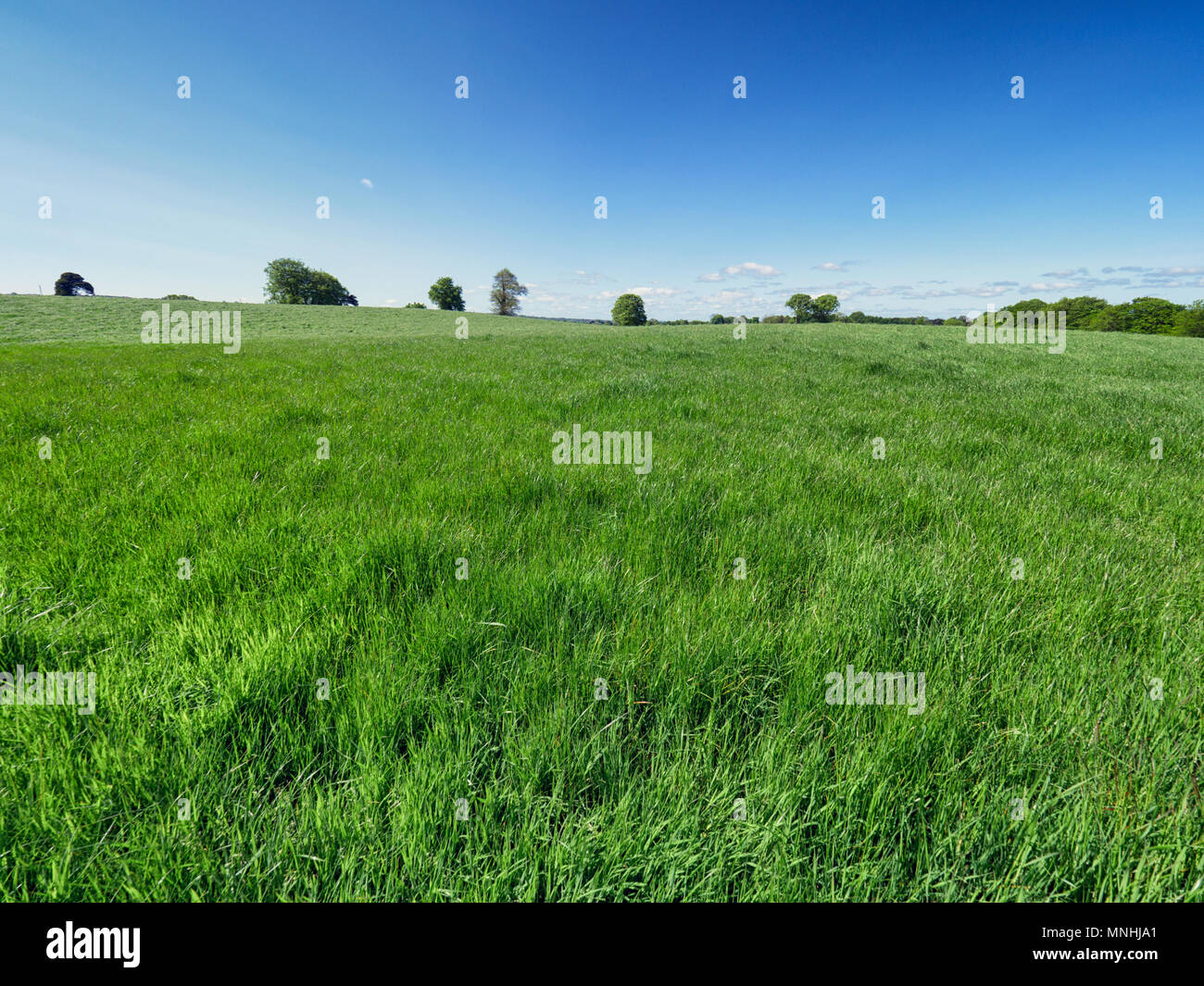 Sunny spring countryside,Northern Ireland Stock Photo - Alamy