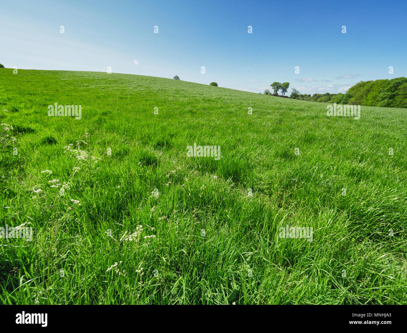 Sunny spring countryside,Northern Ireland Stock Photo - Alamy