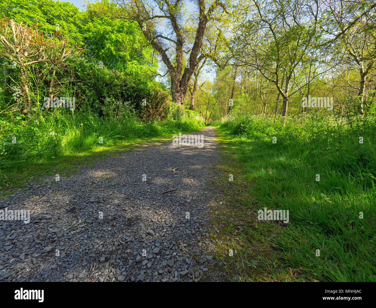 Sunny spring countryside,Northern Ireland Stock Photo - Alamy