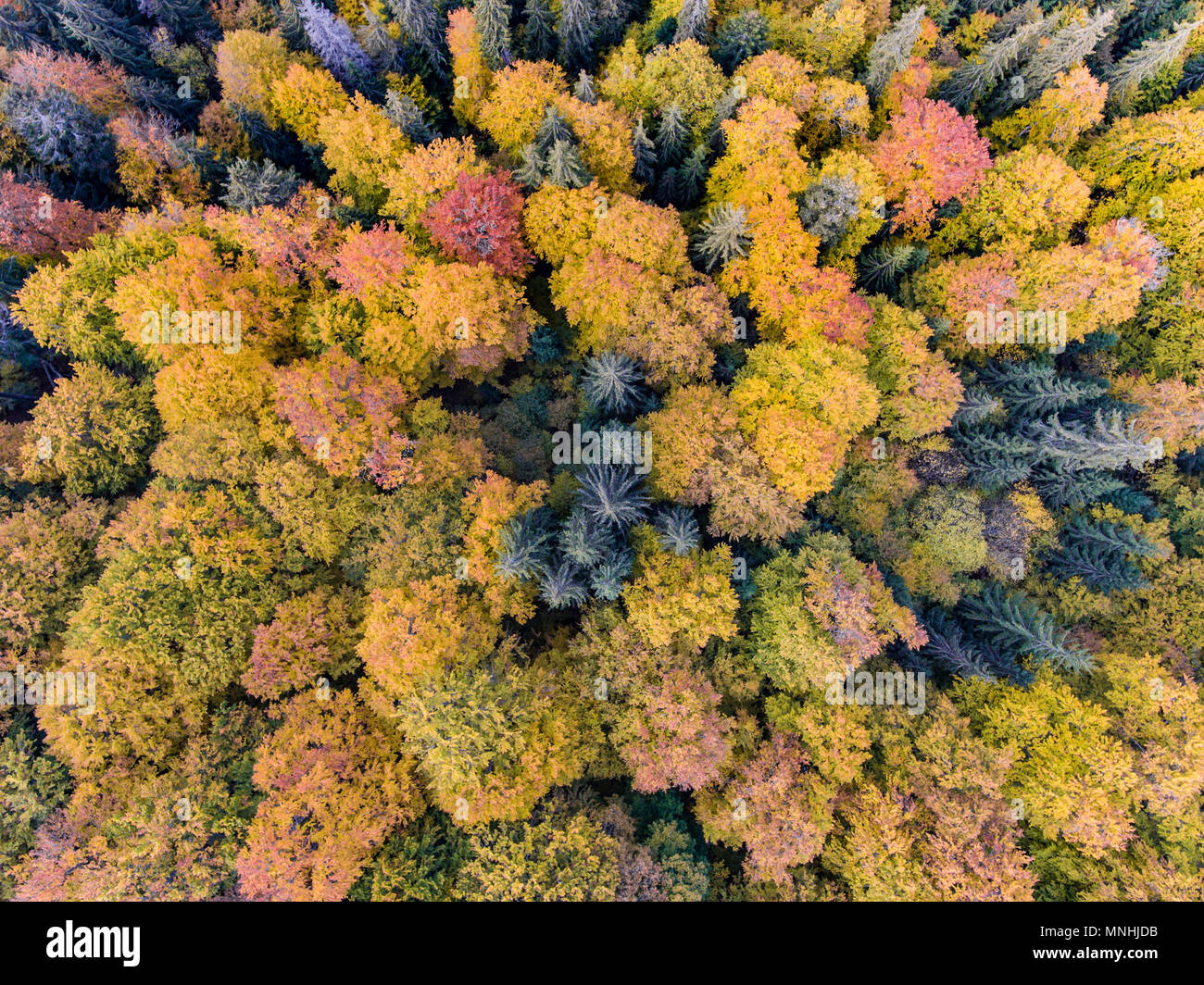 Autumn Forest Aerial View Stock Photo - Alamy
