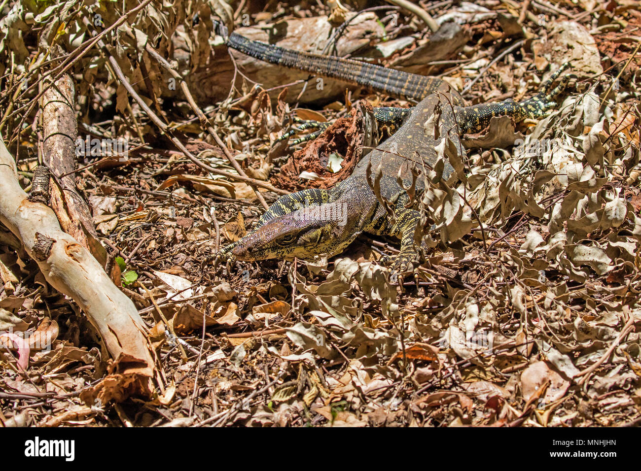 Australia goanna lizard reptile lace monitor lizard queensland hi-res ...