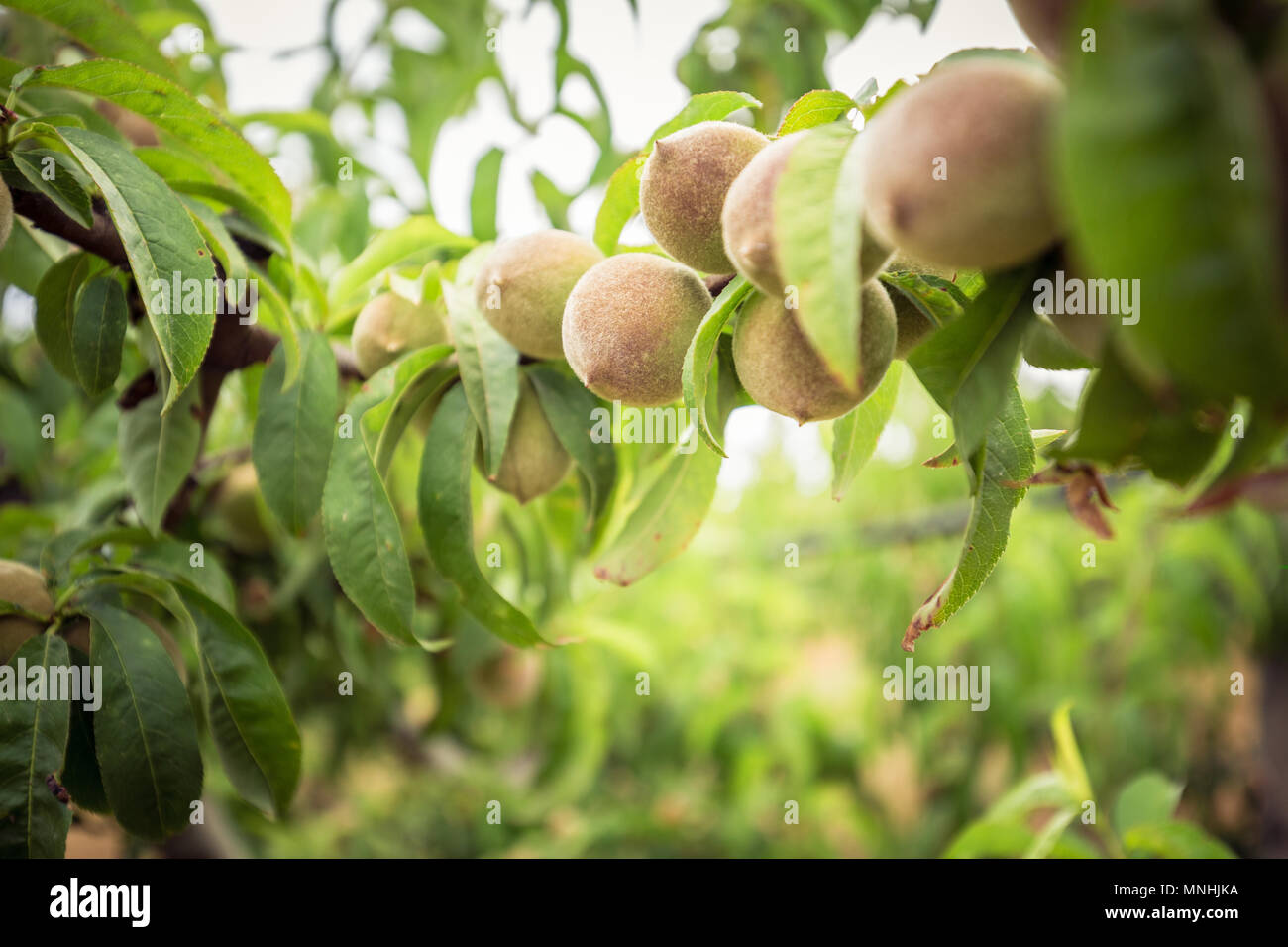 Peaches tree people hi-res stock photography and images - Alamy