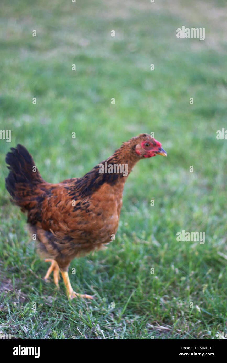 Portrait of a red chicken Stock Photo - Alamy