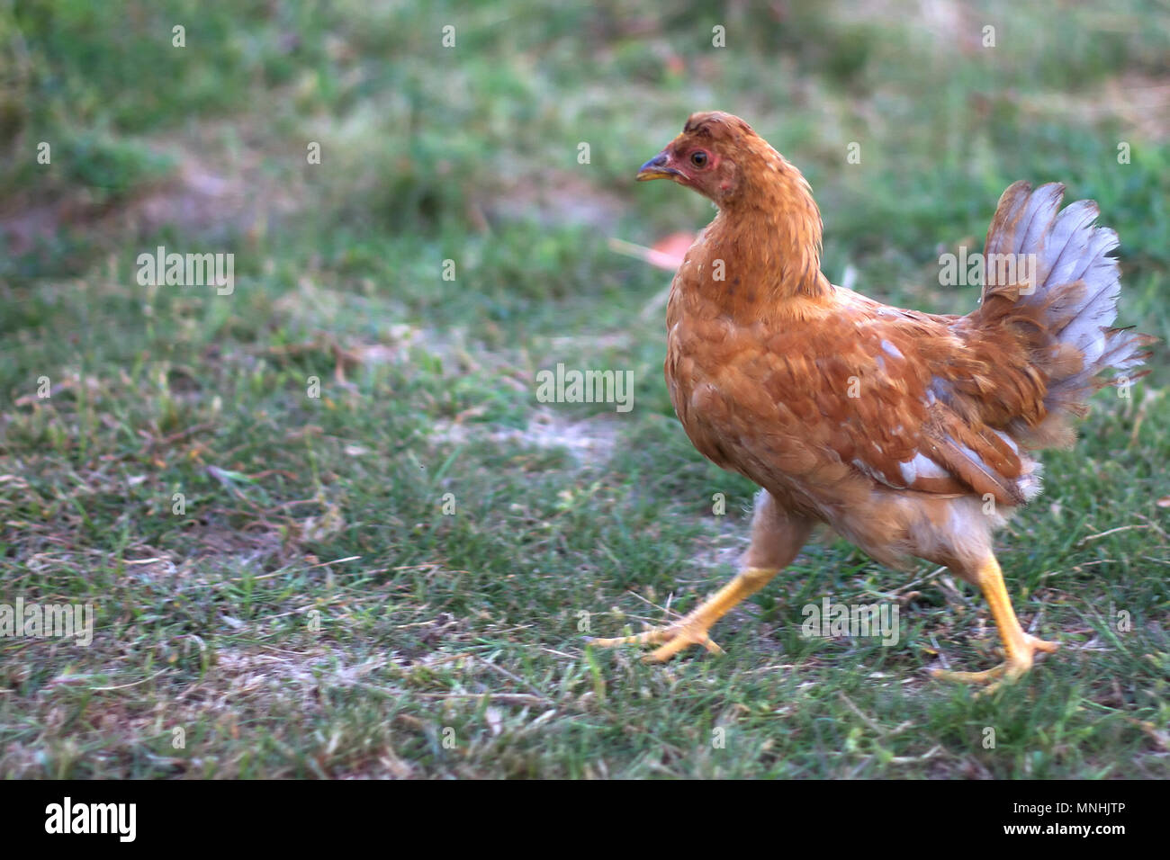 Portrait of a red chicken Stock Photo - Alamy