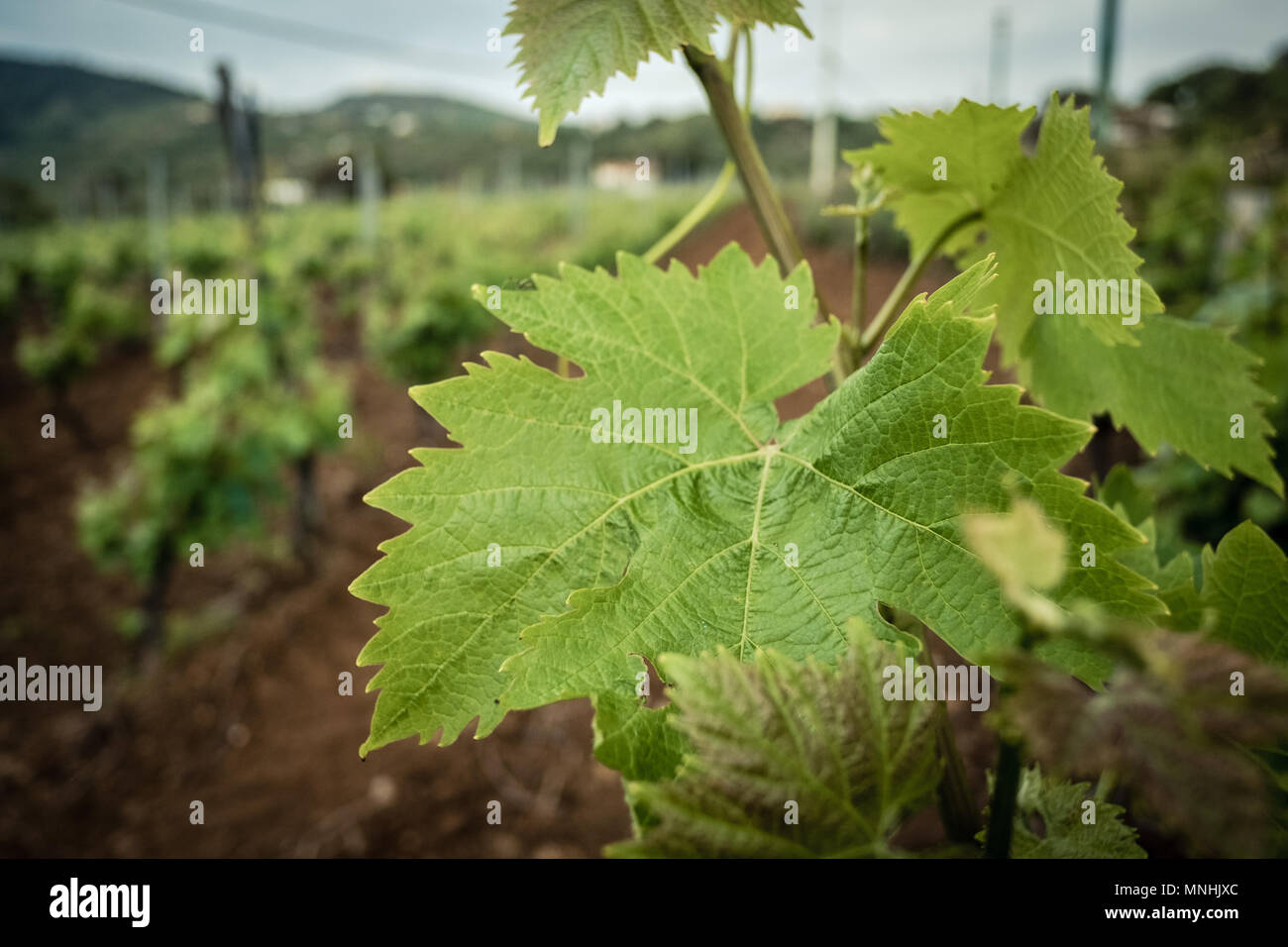 Vine cultivation sicily hi-res stock photography and images - Alamy