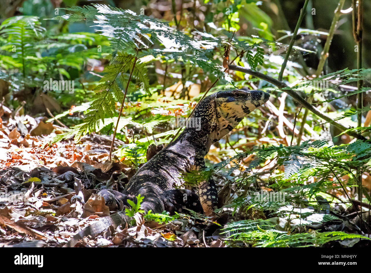 Australia goanna lizard reptile lace monitor lizard queensland hi-res ...