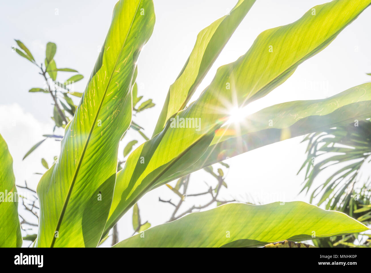 Palm Springs, bali. beuatiful shiny Palm Trees Stock Photo - Alamy