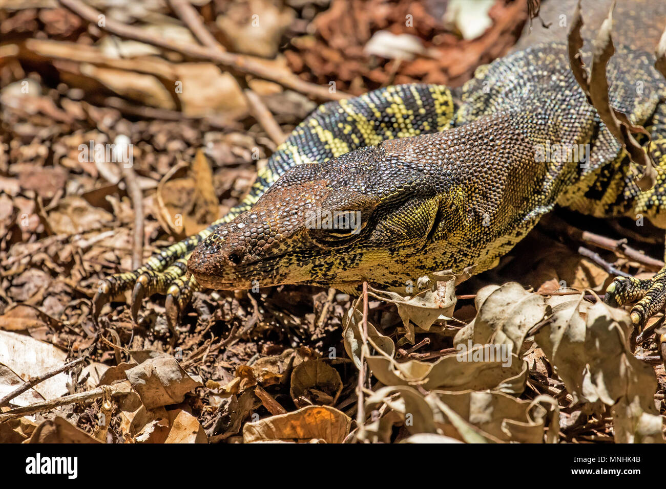 Australian reptiles fauna lizard hi-res stock photography and images ...