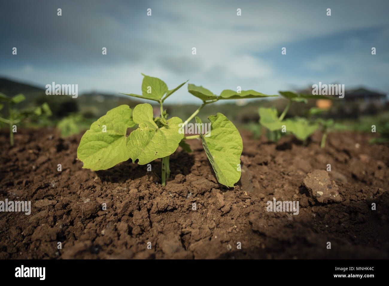 Vegetable seedling growing hi-res stock photography and images - Alamy