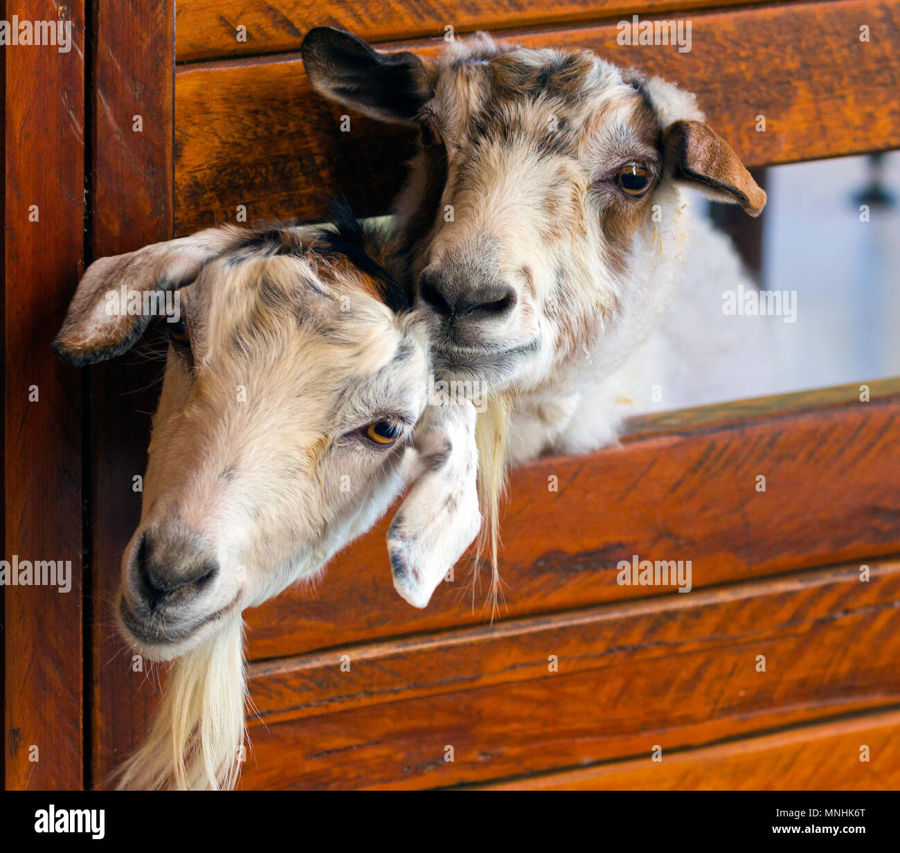 goats looking over gate Stock Photo - Alamy