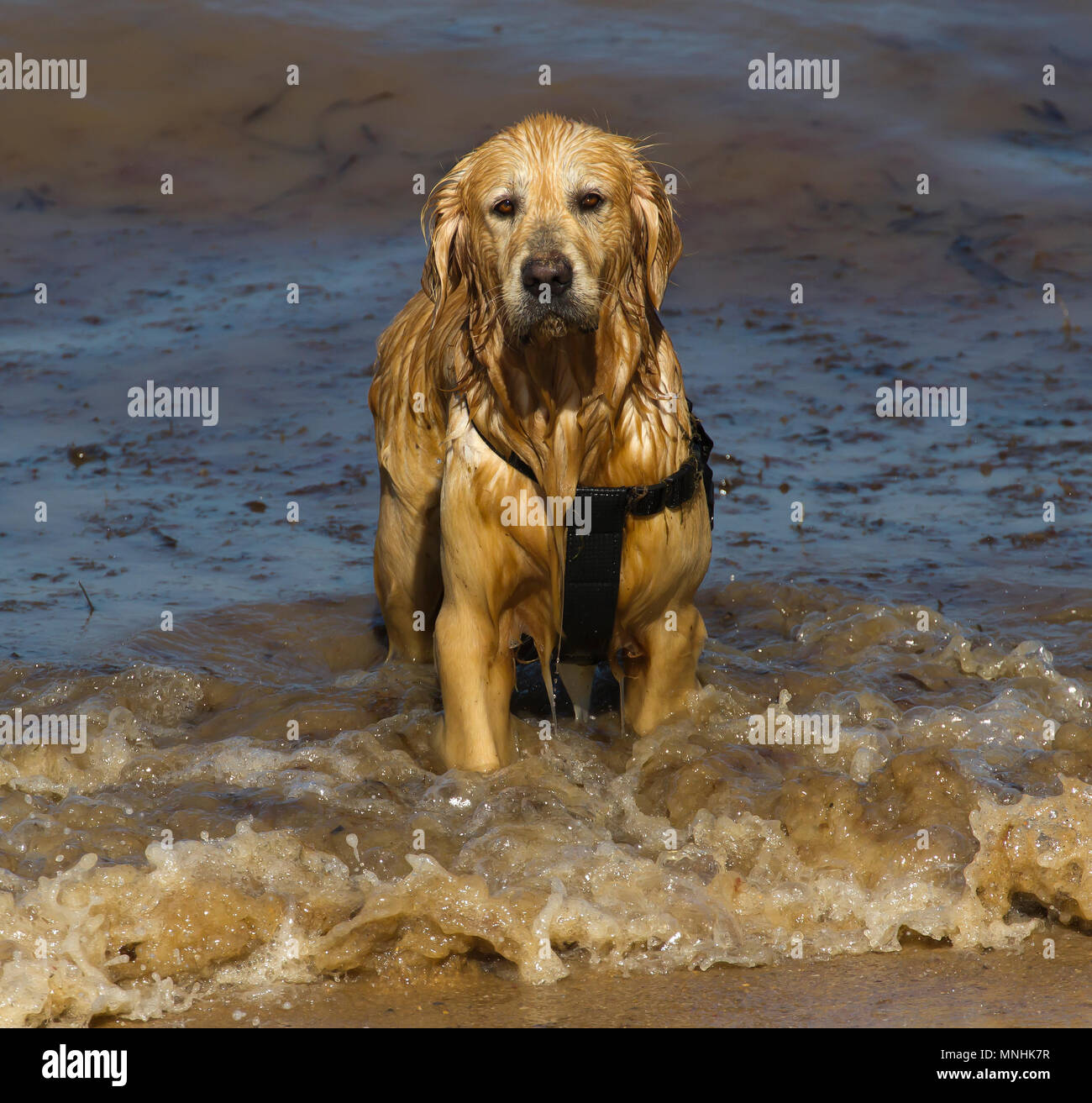 Golden retriever lifestyle hi-res stock photography and images - Alamy