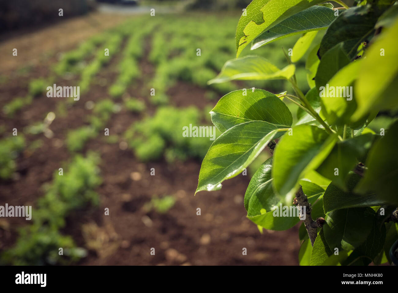 Plum tree plantation hi-res stock photography and images - Alamy