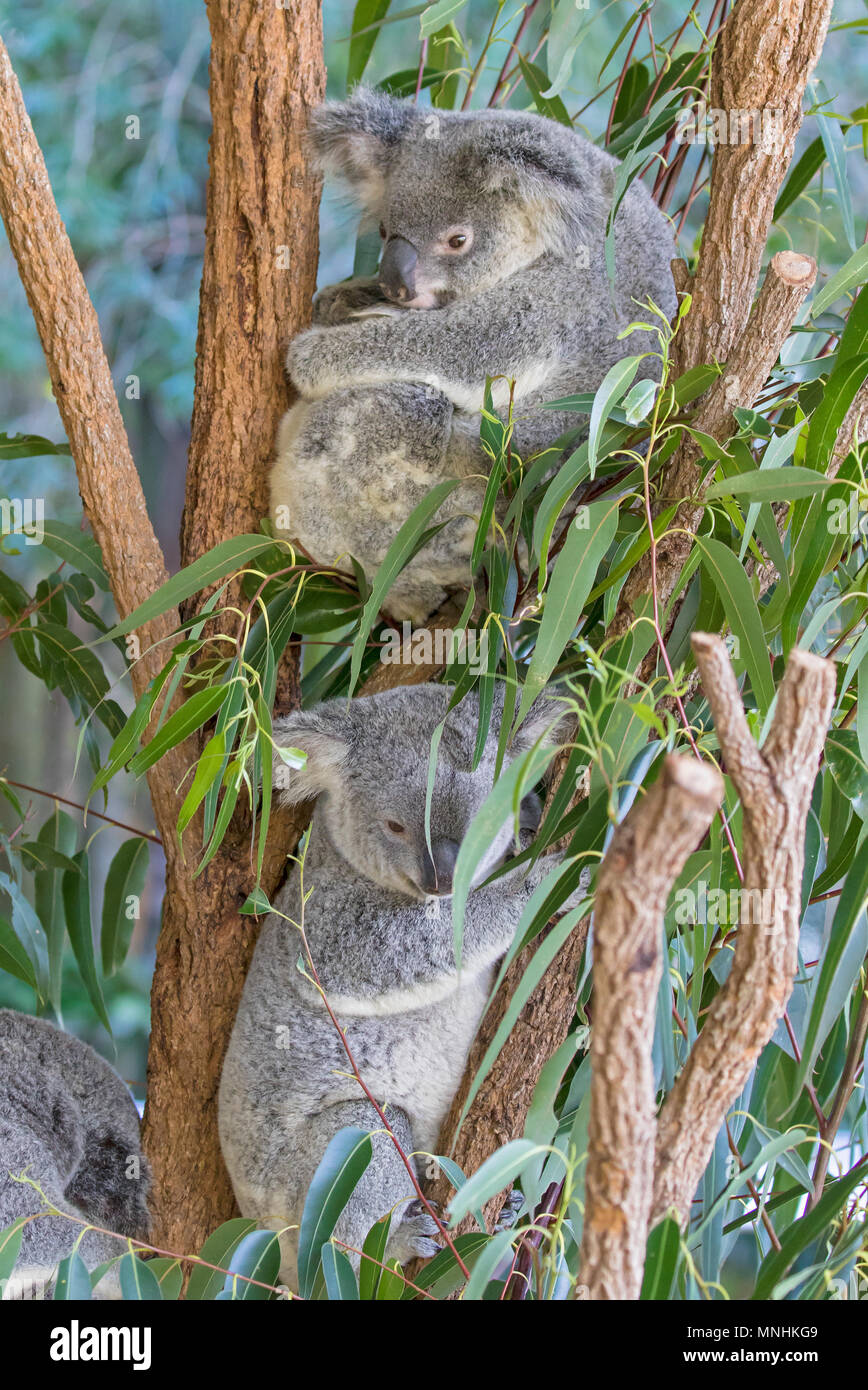 Koala family hi-res stock photography and images - Alamy
