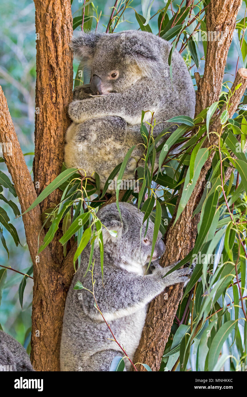 Baby cub koala hi-res stock photography and images - Alamy