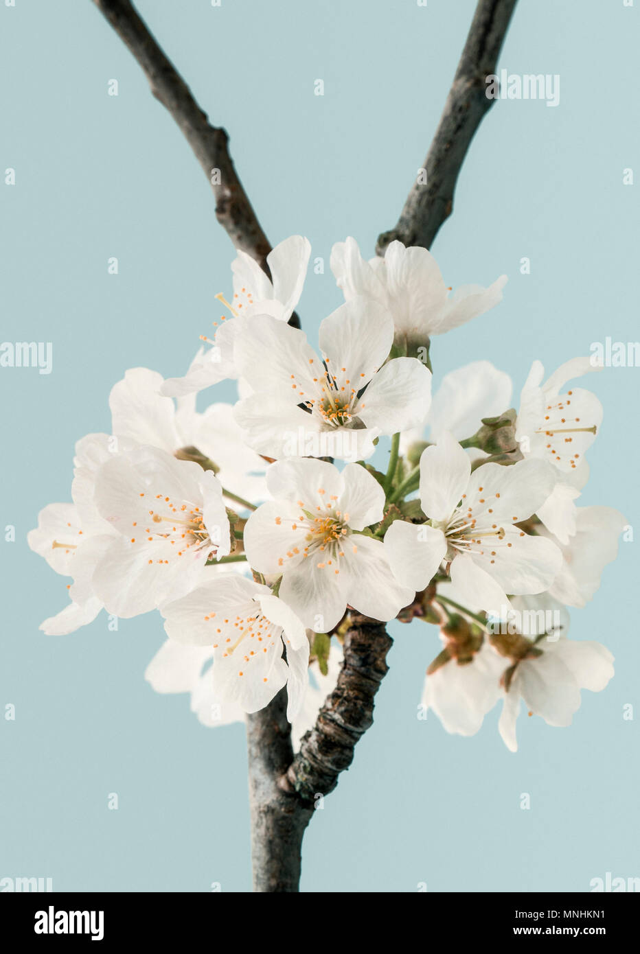 White Cherry Blossom Stock Photo - Alamy