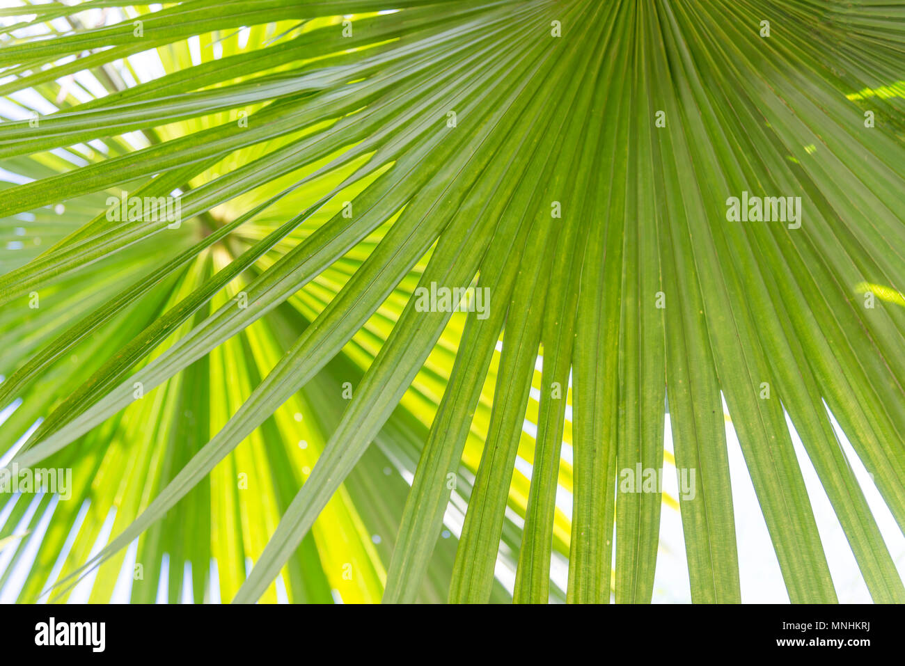 beautiful green palms at beuatiful shiny white background Stock Photo ...
