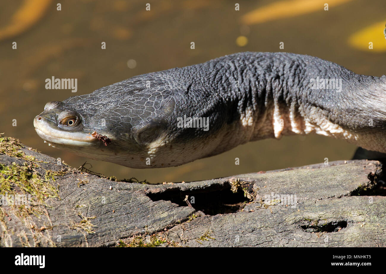 Long Necked Turtle High Resolution Stock Photography and Images - Alamy