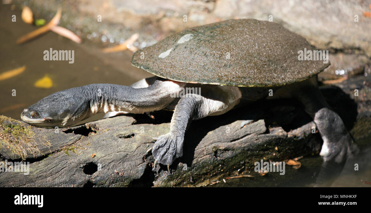 Long necked turtle hi-res stock photography and images - Alamy