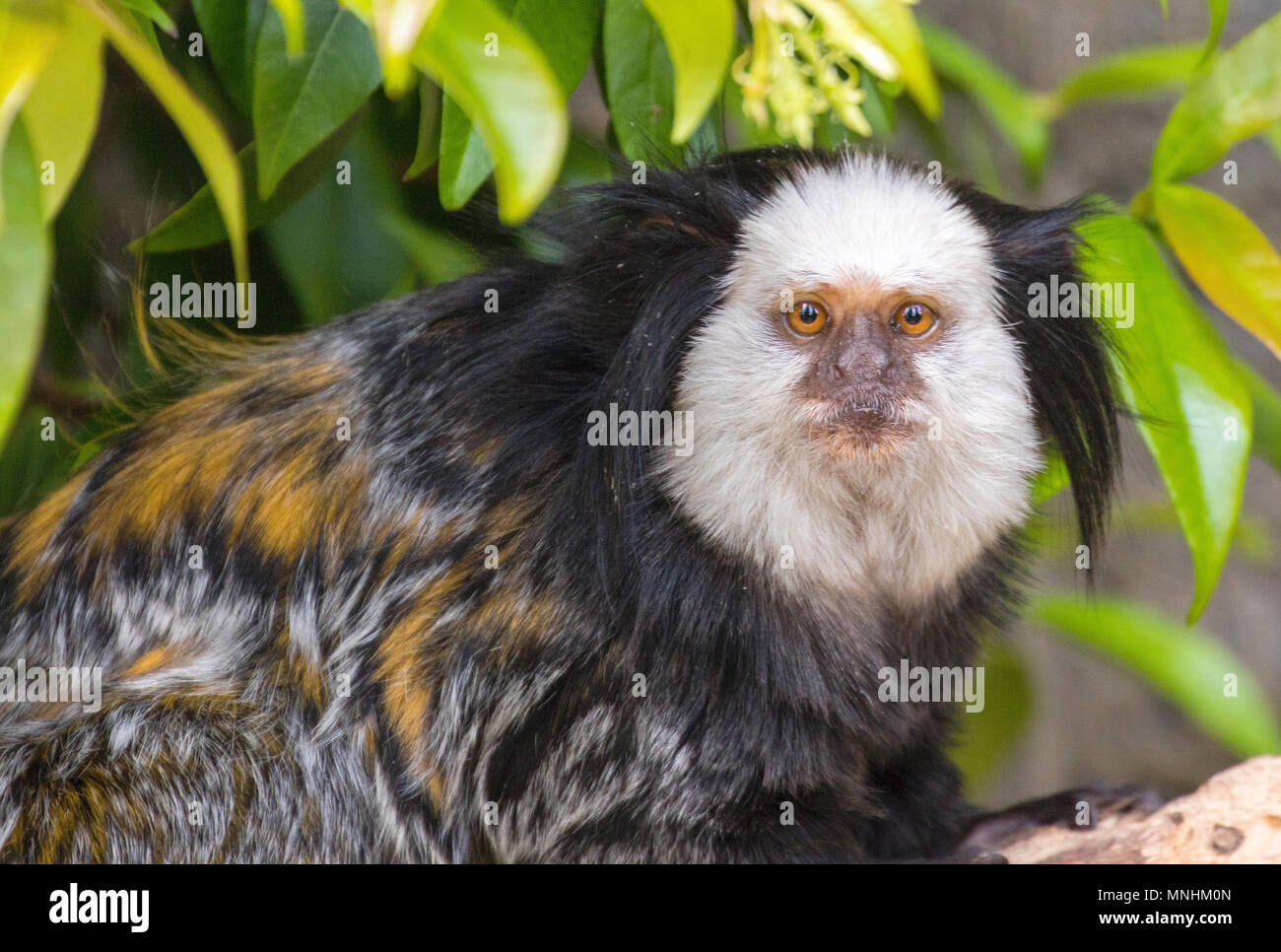 Wildlife marmoset hi-res stock photography and images - Alamy