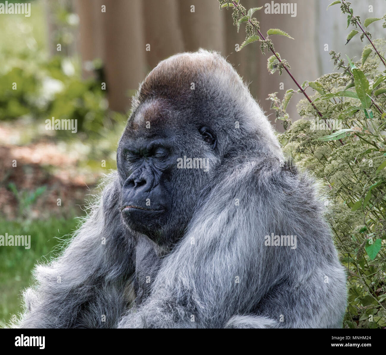 Mountain Gorilla sleeping Stock Photo - Alamy