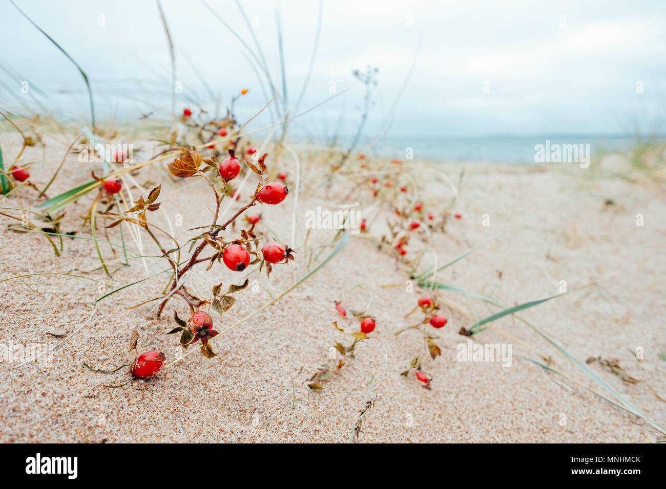 Wind blowing some red berries half covered in sand at the beach Stock ...