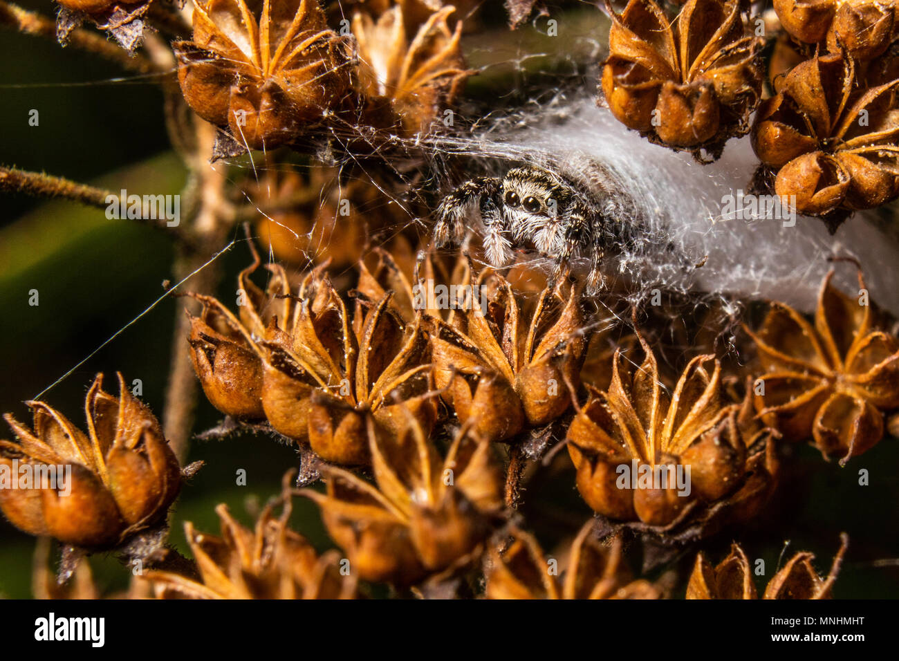 Jumping spider outside hi-res stock photography and images - Alamy