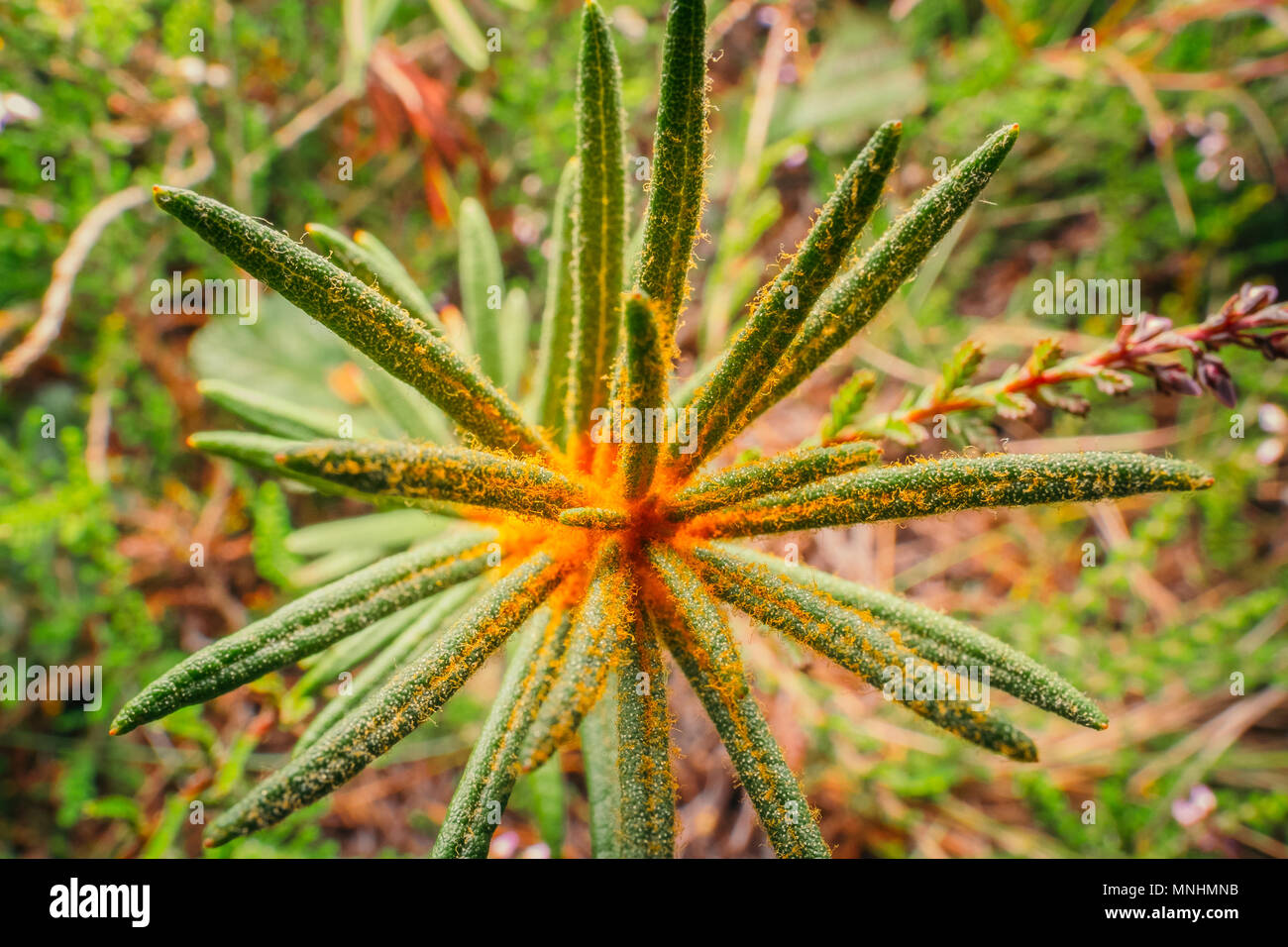 A close up macro view of tiny plants on nature trail in Kemeri bog ...