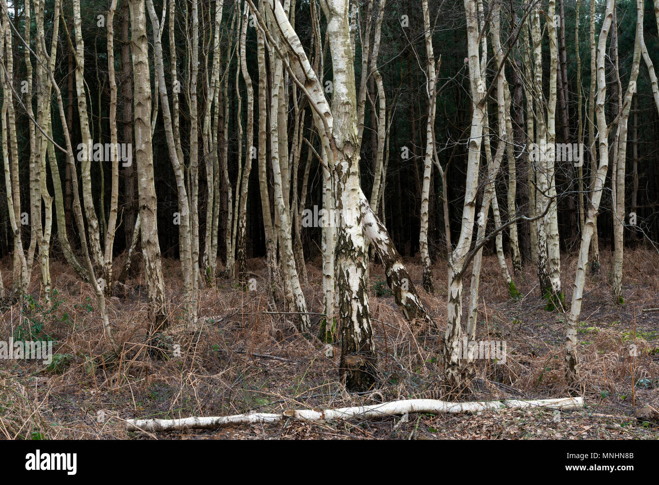 Rendlesham forest hi-res stock photography and images - Alamy
