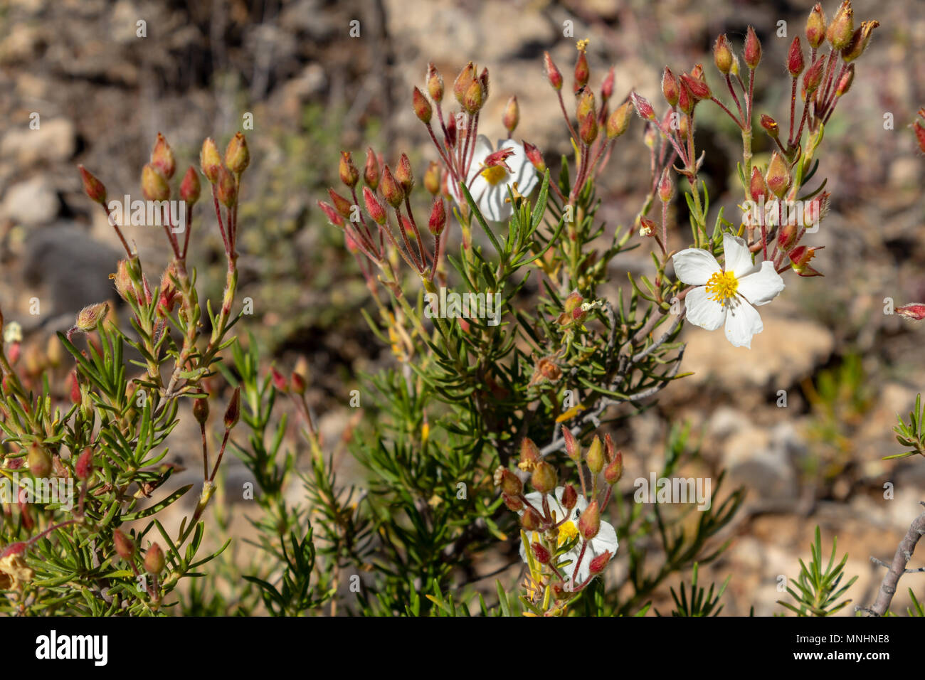 White rock roses hi-res stock photography and images - Alamy
