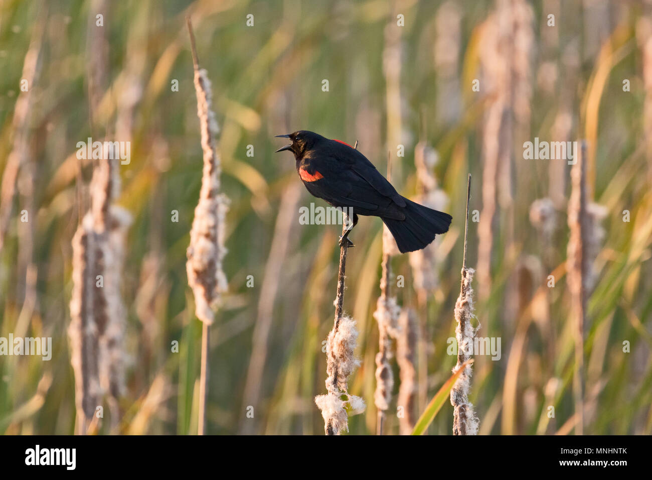 Red-winged blackbird, Ellis Creek, Petaluma, CA. The marsh was added to ...