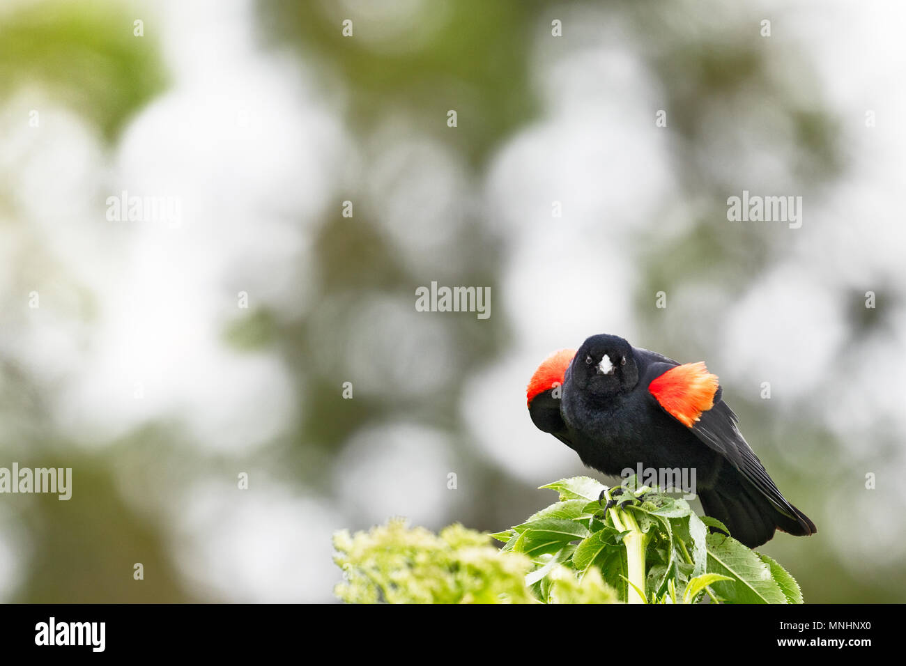 Red-winged blackbird, Ellis Creek, Petaluma, CA. The marsh was added to ...