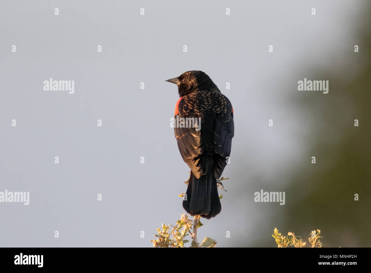 Red-winged blackbird, Shollenberger Park, Petaluma, CA. The marsh was ...