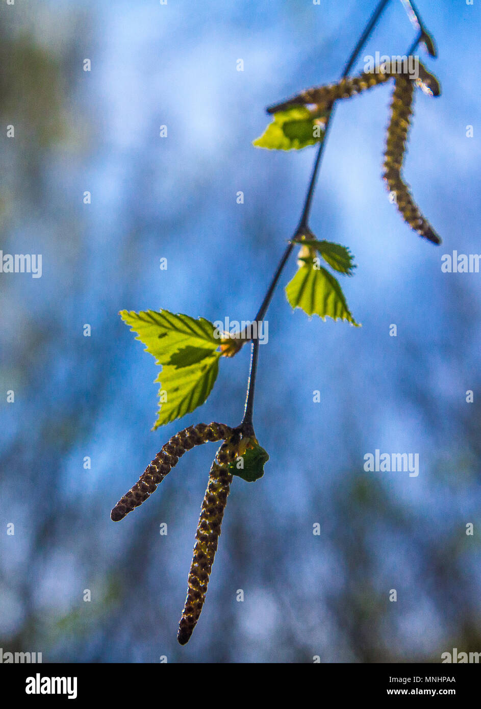 Birch seeds hi-res stock photography and images - Alamy