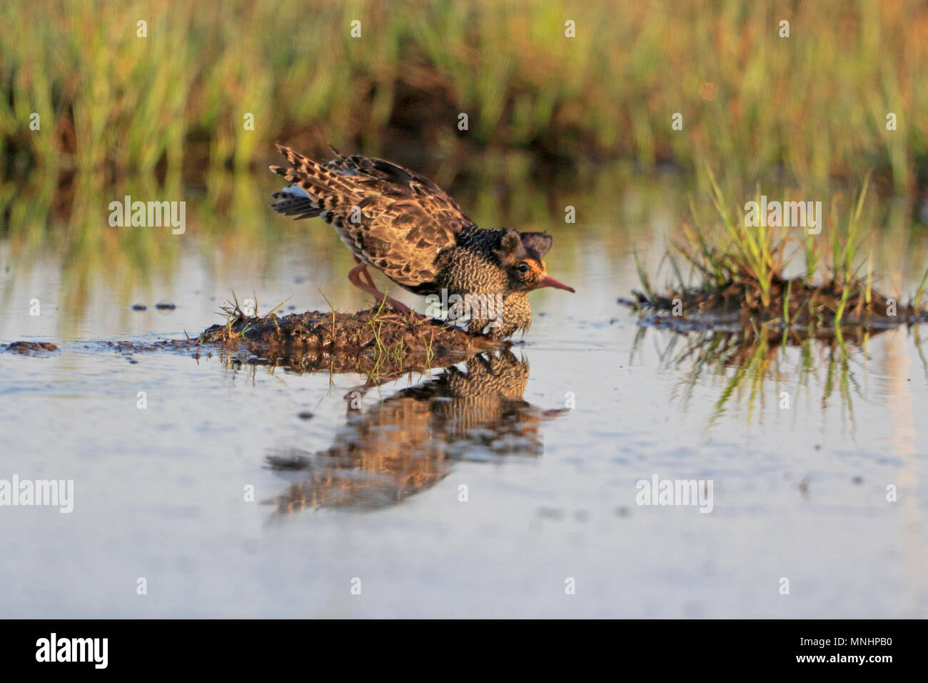 Male Ruff in breeding plumage and reflection on a pond in Finland Stock ...
