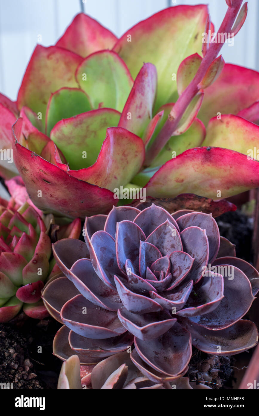 Blended family hi-res stock photography and images - Alamy