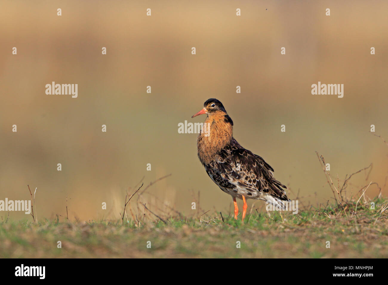 Lekking ruff hi-res stock photography and images - Alamy