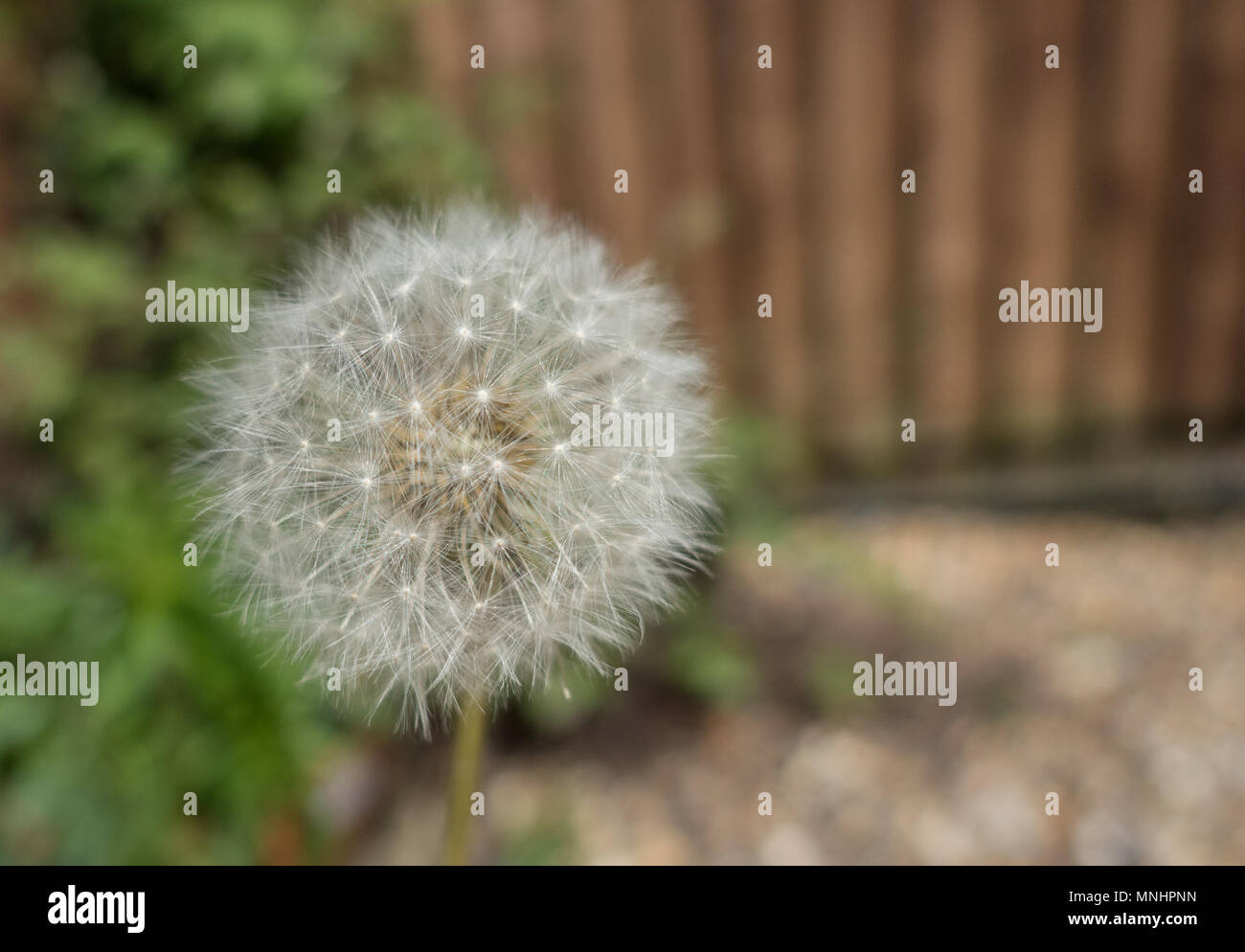 Germination cycle hi-res stock photography and images - Alamy