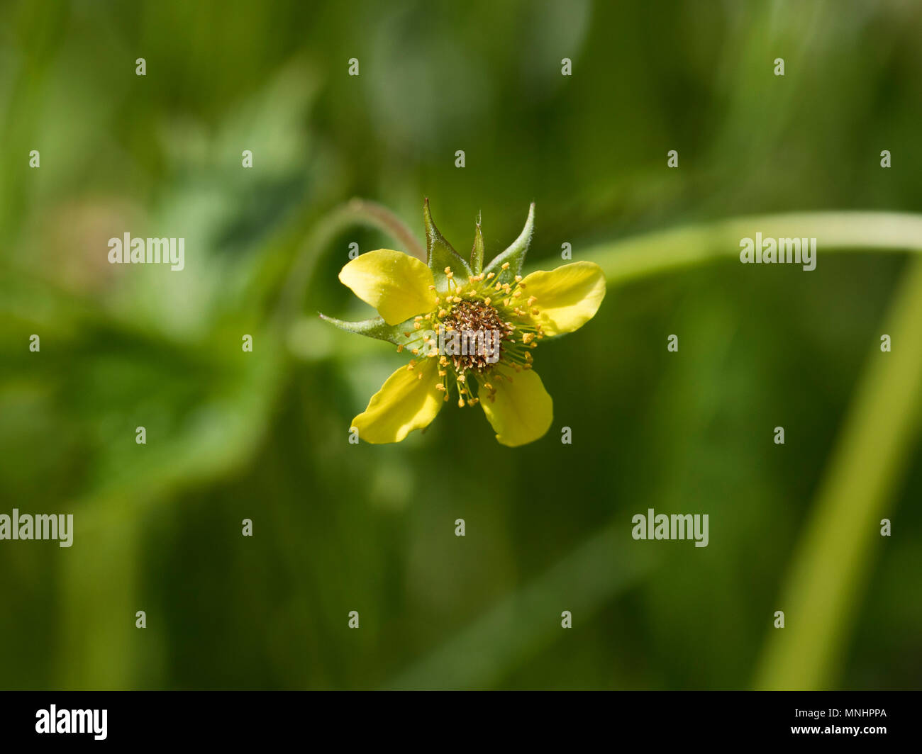 Ranunculus repens - creeping buttercup flower Stock Photo - Alamy