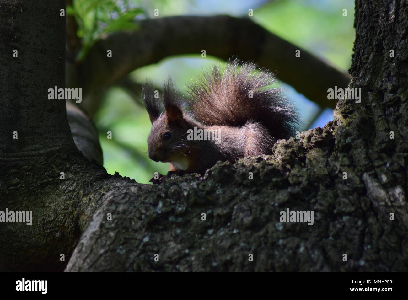 Perfect squirrel hi-res stock photography and images - Alamy