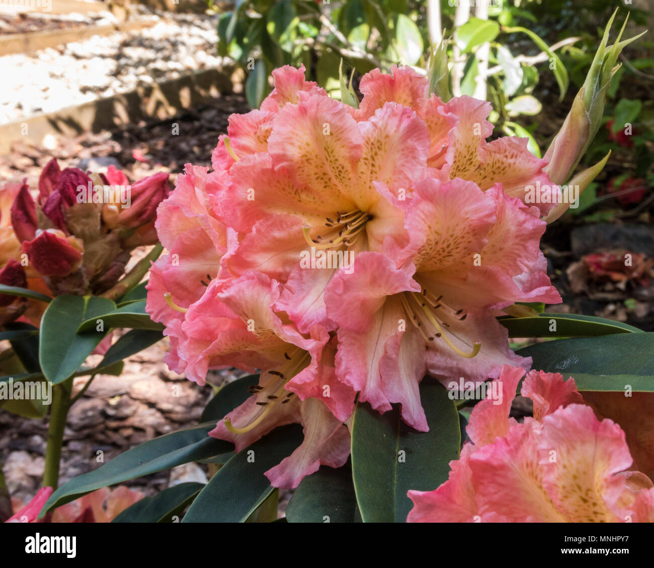 Rhododendron hybrid Sun Fire, which will grow in neutral as well as ...