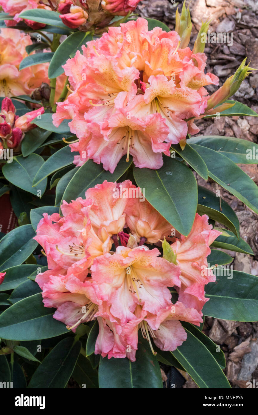 Rhododendron hybrid Sun Fire, which will grow in neutral as well as ...