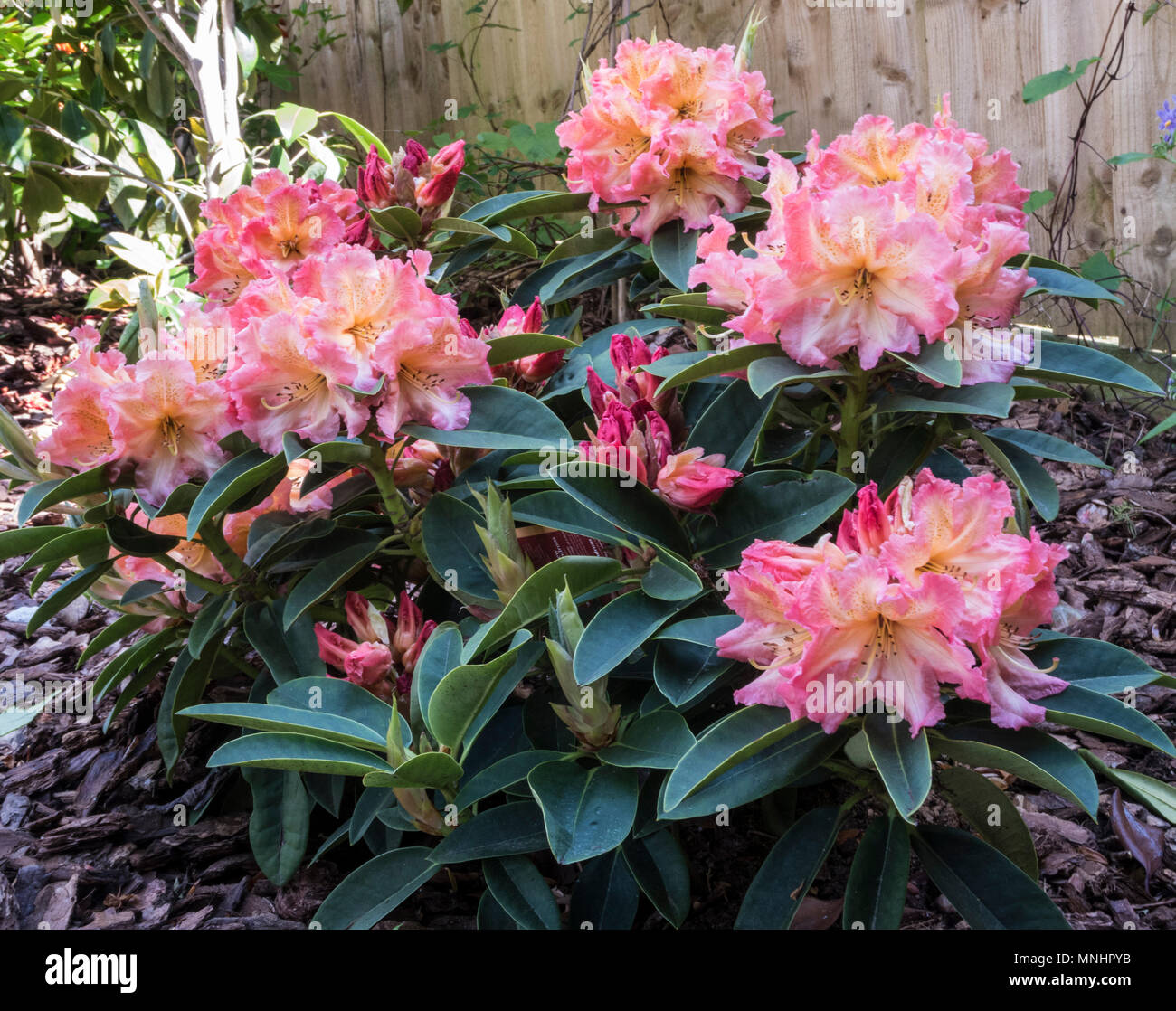 Rhododendron hybrid sun fire hi-res stock photography and images - Alamy