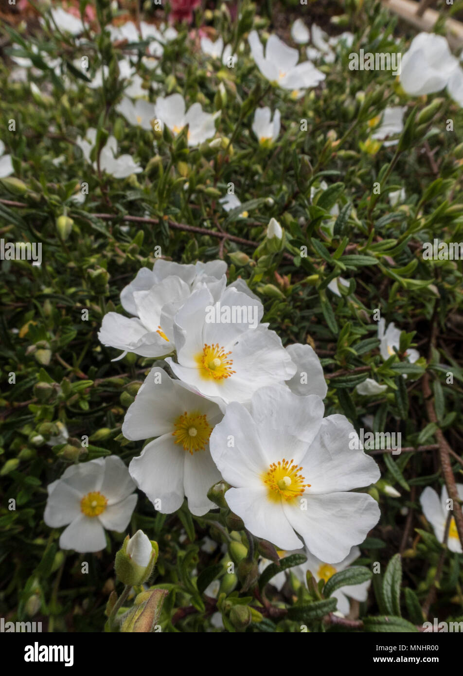 Sahuc Rock Rose, halimiocistus sahucii, grown as ground cover in a ...