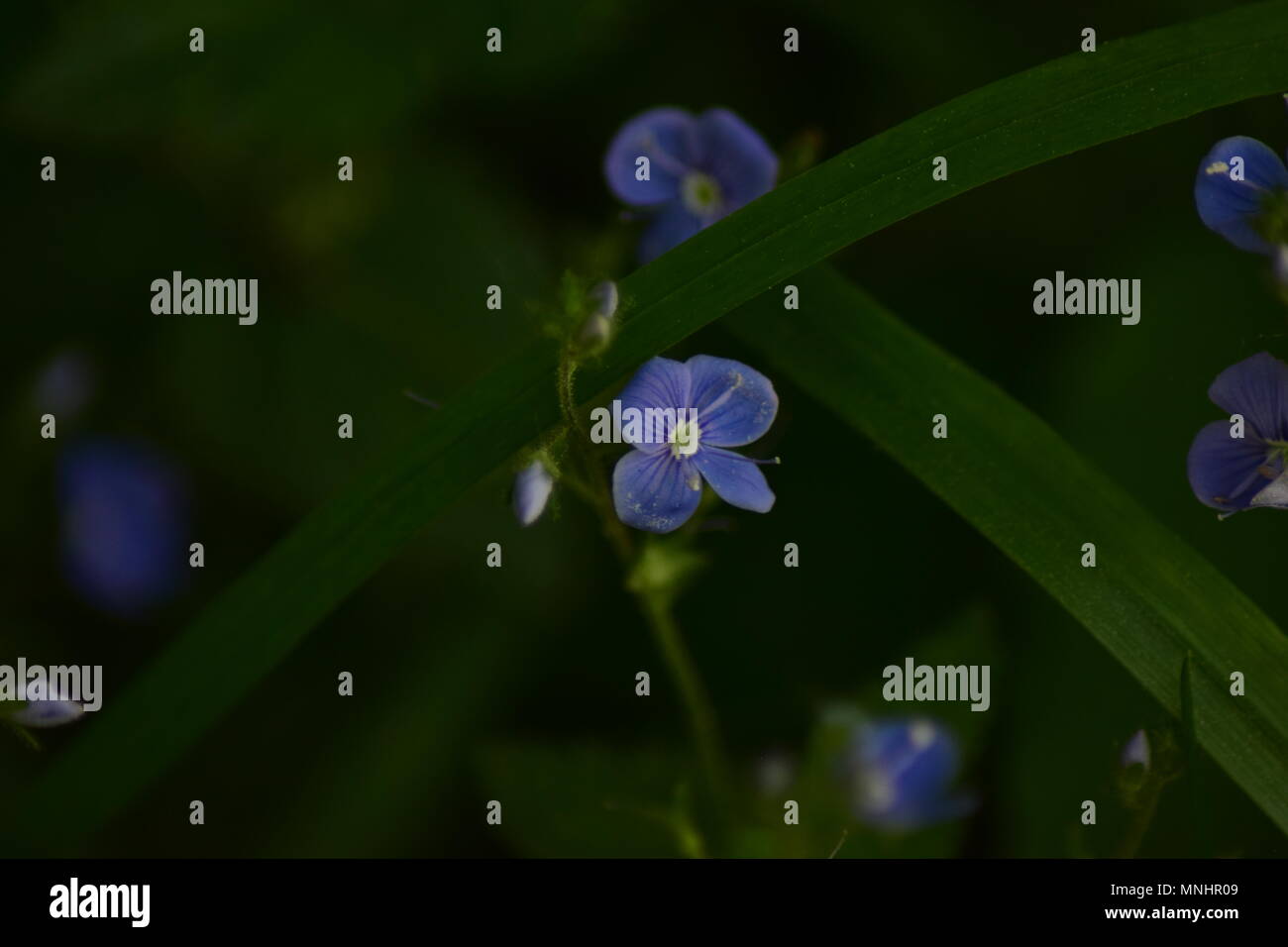 Beautiful wallpaper hi-res stock photography and images - Alamy