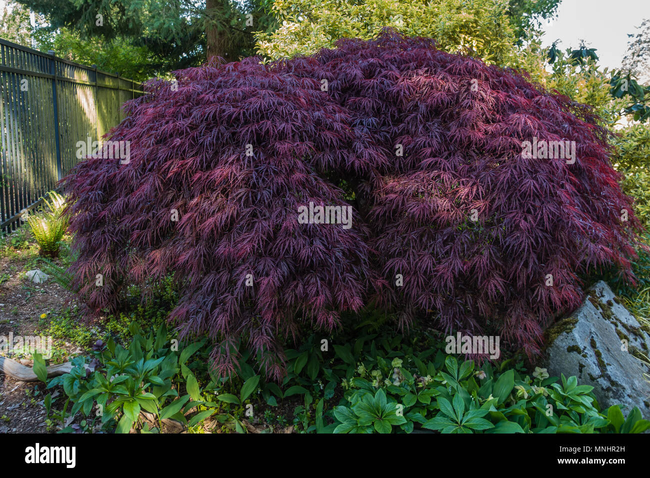 A portrait of a glorious Japenese Maple tree Stock Photo - Alamy