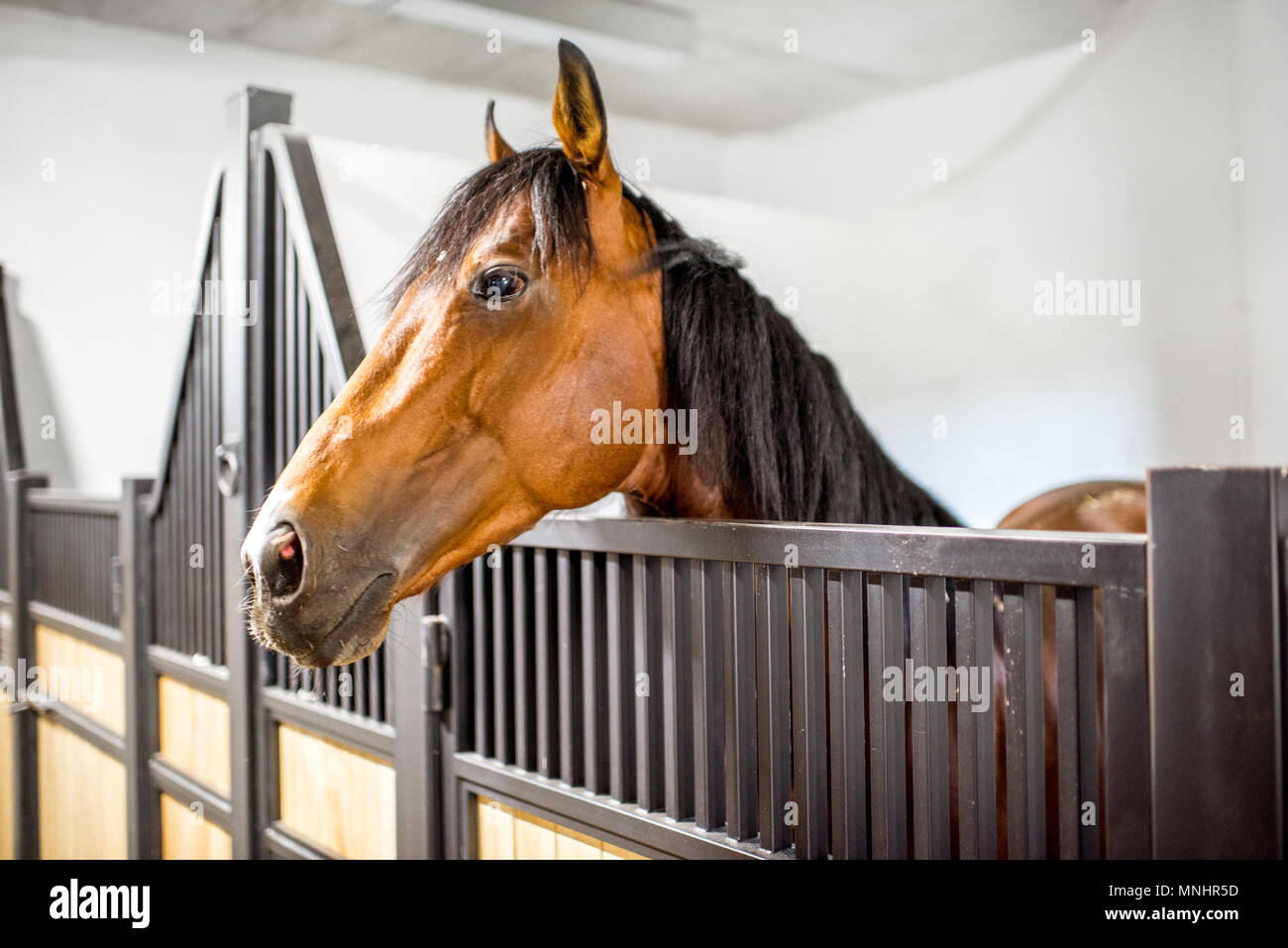 Beautiful horse standing in the stable Stock Photo - Alamy