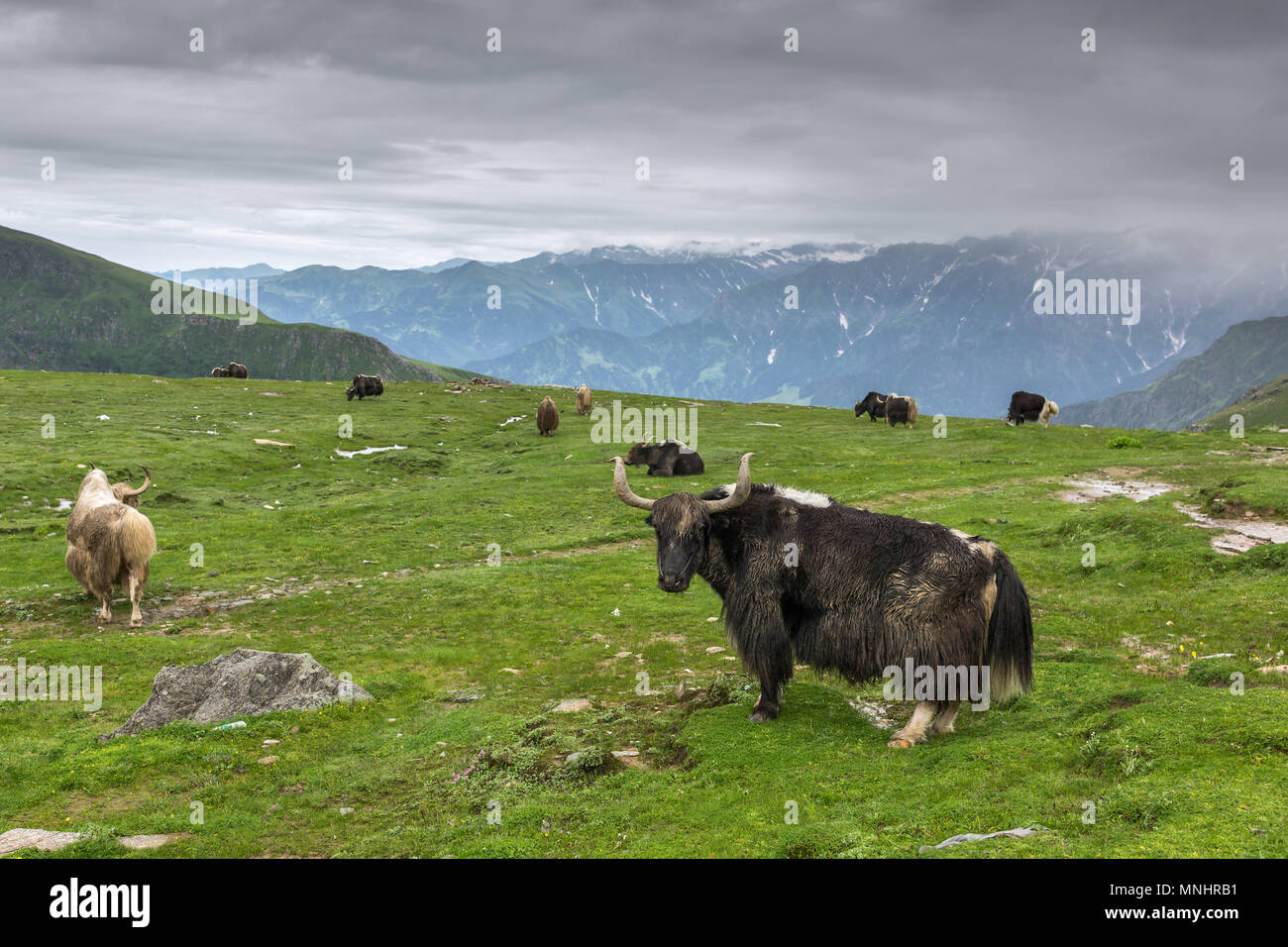 White yak hair hi-res stock photography and images - Alamy